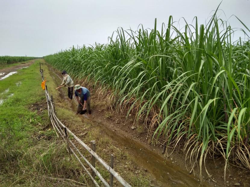 Holding Perkebunan Nusantara Dorong Penyerapan Gula Petani, Harga ...